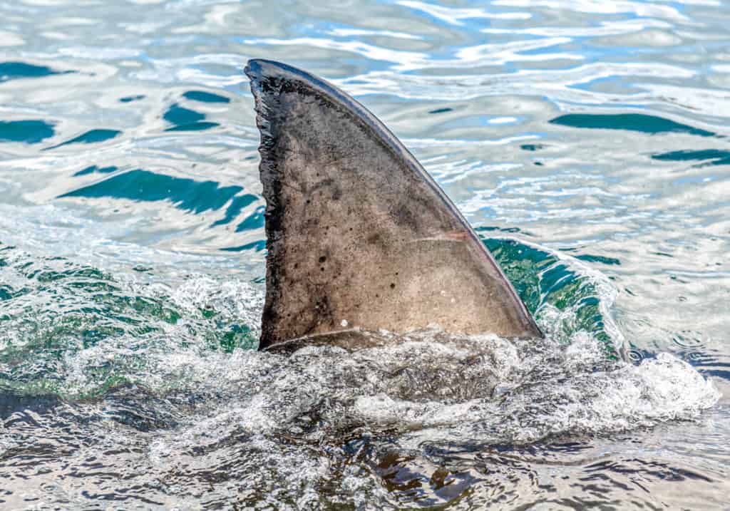 Top 10 | Die besten Hai-Filme aller Zeiten - SWIM.DE